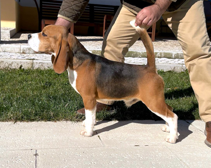 Beagles Casal da Vinha :: Beagles