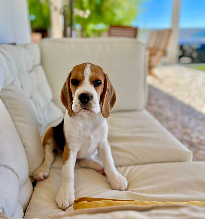 Beagles Casal da Vinha :: Beagles